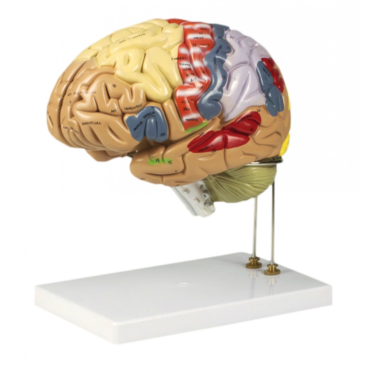 Walter Color-Coded Human Brain - Head, Brain, Nervous System - Human ...