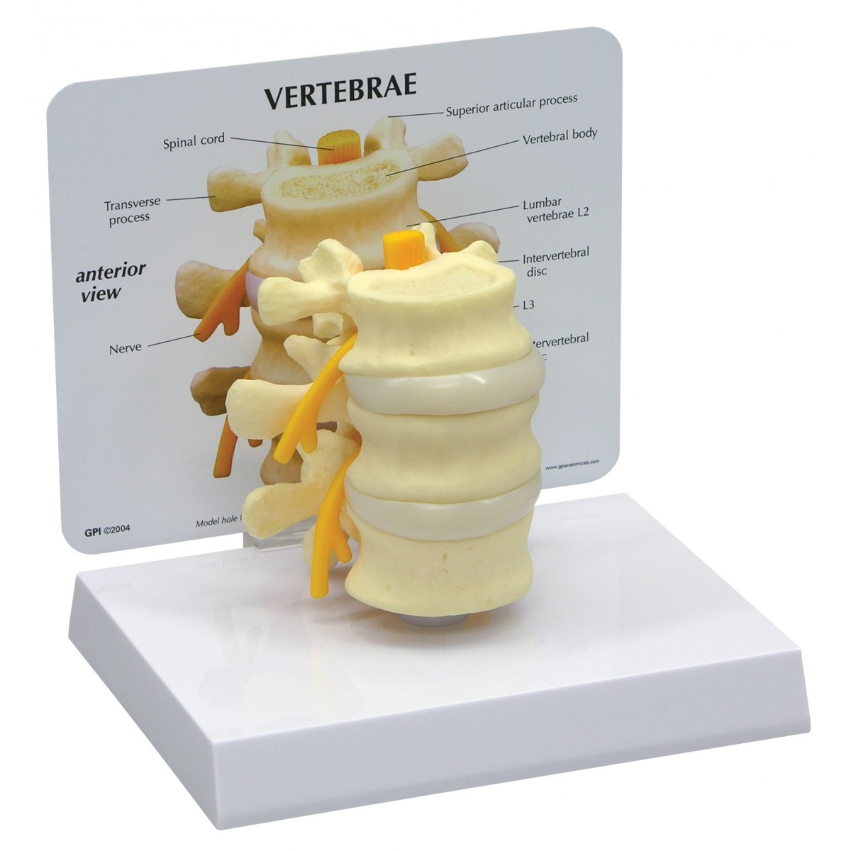 Basic Vertebrae - Vertebrae - Skeletal System - Human Anatomy - Biology