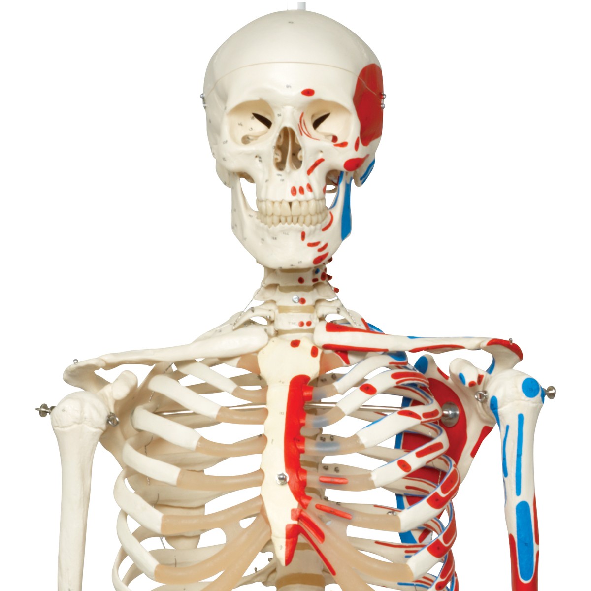 3B Human Skeleton w/Muscles "Max" - Skeletons - Skeletal System - Human ...