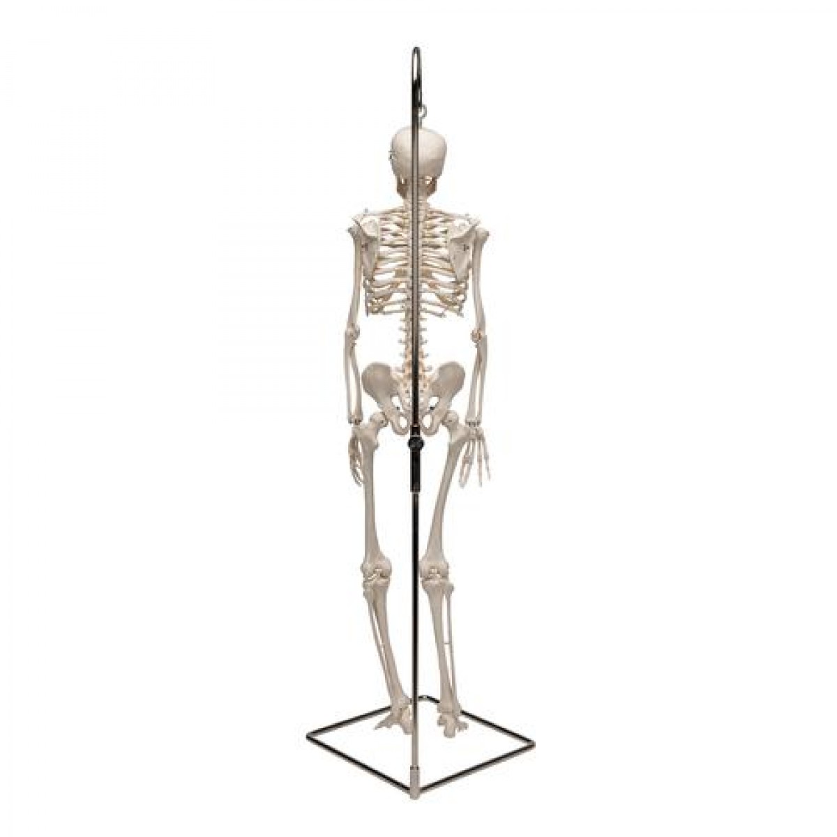 3B Mini Human Skeleton, 1/2 Life-Size - Skeletons - Skeletal System ...
