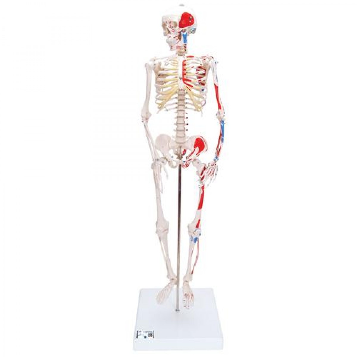 3B Mini Human Skeleton w/Muscles, 1/2 Life-Size - Skeletons - Skeletal ...