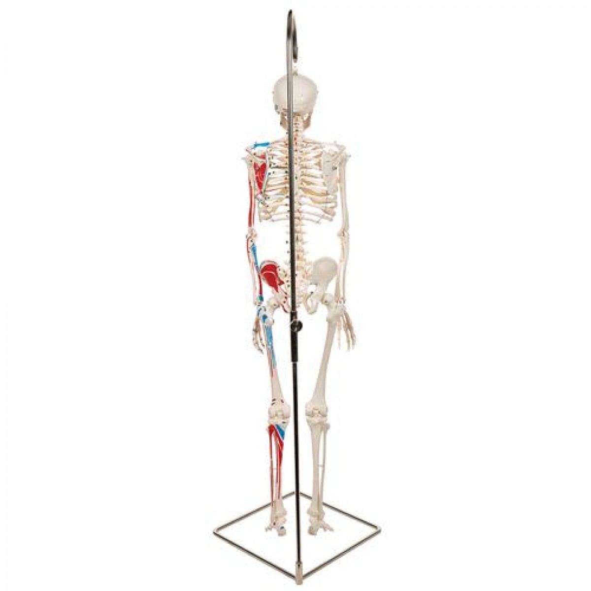 3B Mini Human Skeleton w/Muscles, 1/2 Life-Size - Skeletons - Skeletal ...