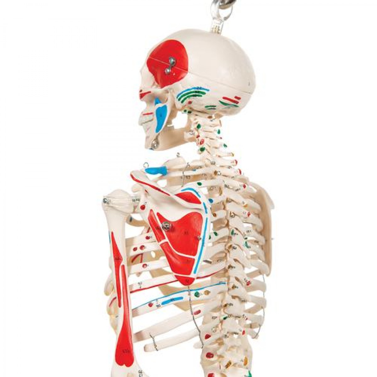 3B Mini Human Skeleton w/Muscles, 1/2 Life-Size - Skeletons - Skeletal ...
