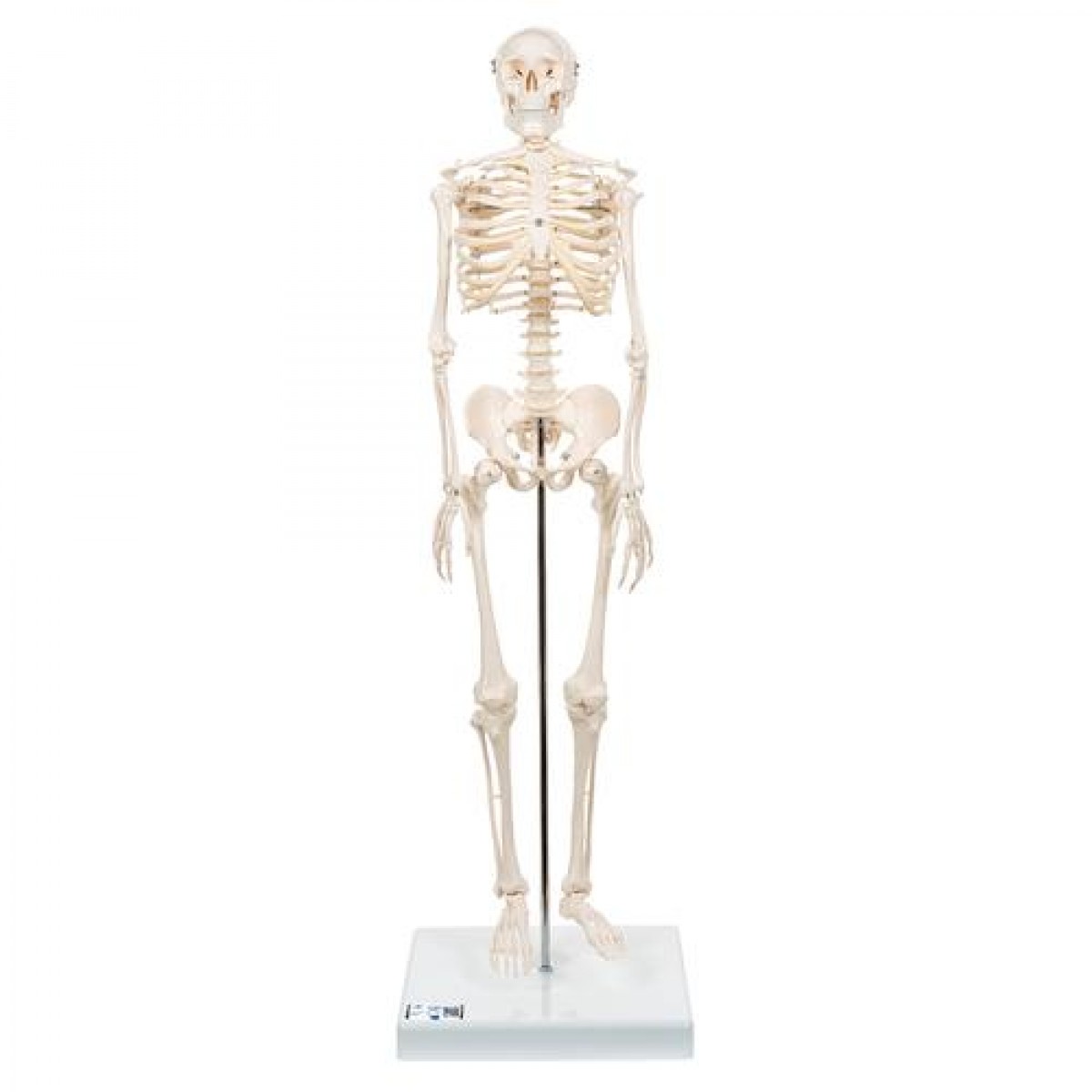 3B Mini Human Skeleton, 1/2 Life-Size - Skeletons - Skeletal System ...