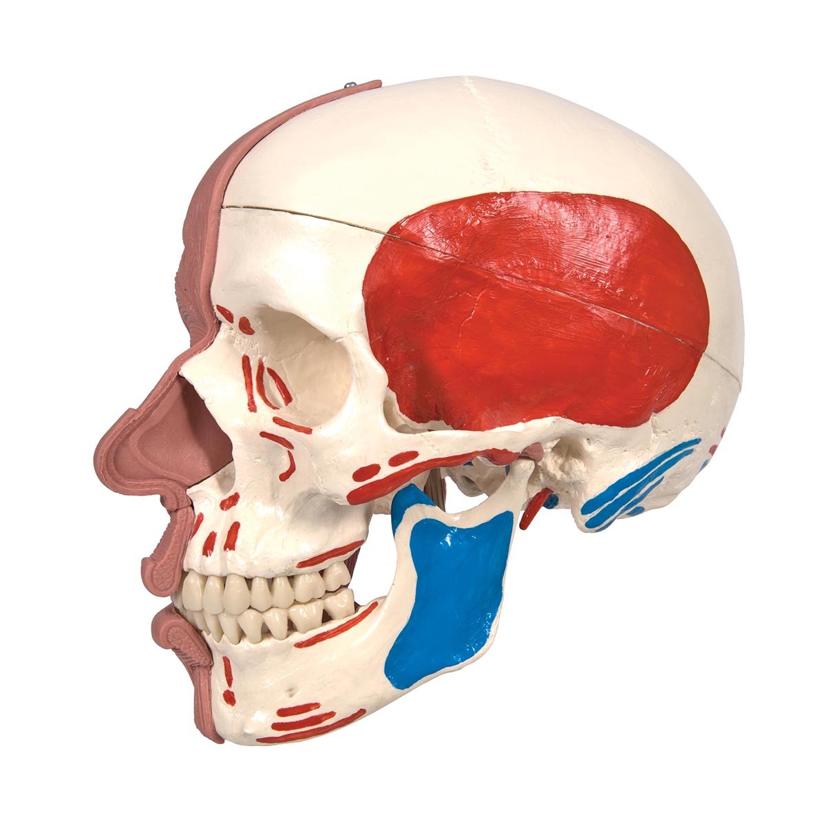 3B Human Skull w/Facial Muscles - 3 Parts - Skulls - Skeletal System ...