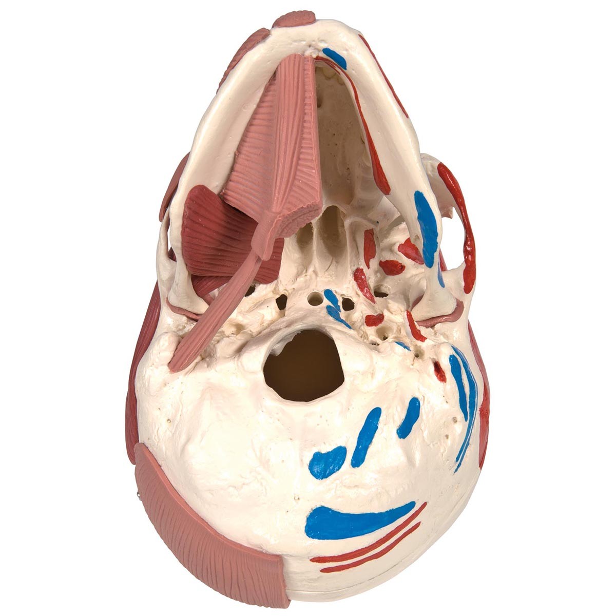 3B Human Skull w/Facial Muscles - 3 Parts - Skulls - Skeletal System ...
