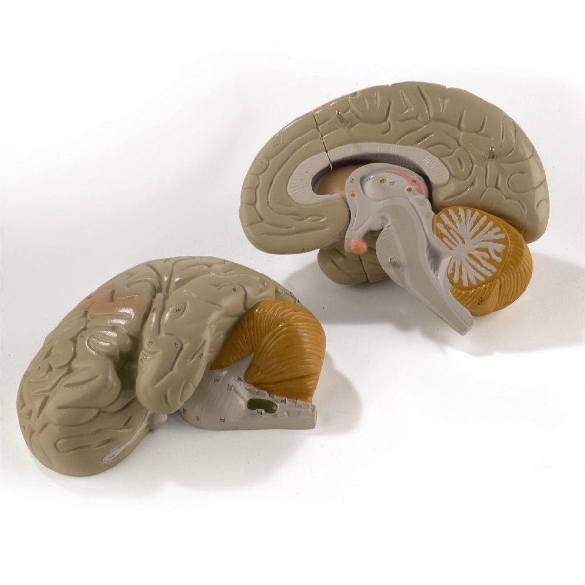 Denoyer Giant 4 Part Brain - Head, Brain, Nervous System - Human ...