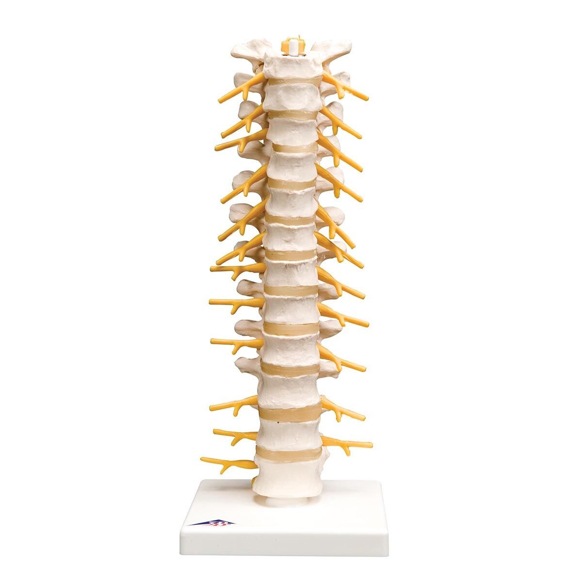 3B Thoracic Spinal Column, Life-Size - Spinal Column - Skeletal System ...