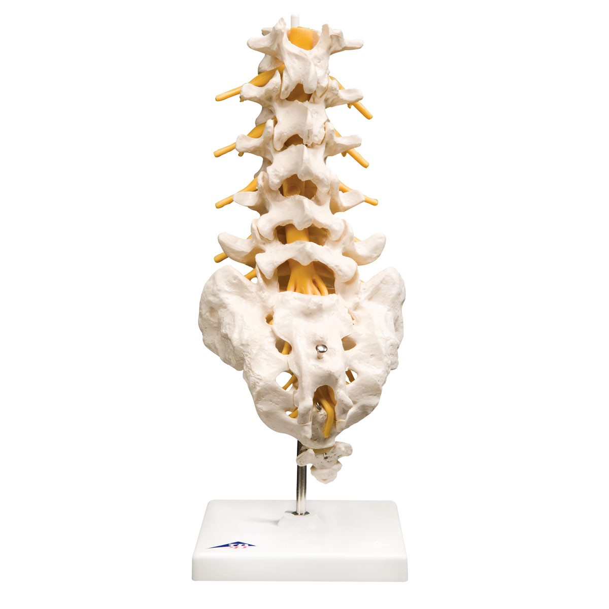 3B Lumbar Spinal Column, Life-Size - Spinal Column - Skeletal System ...
