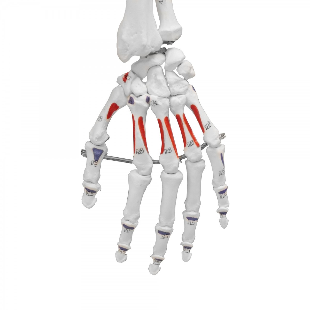 Walter Full-Size Flexible Skeleton w/Muscles - Skeletons - Skeletal ...