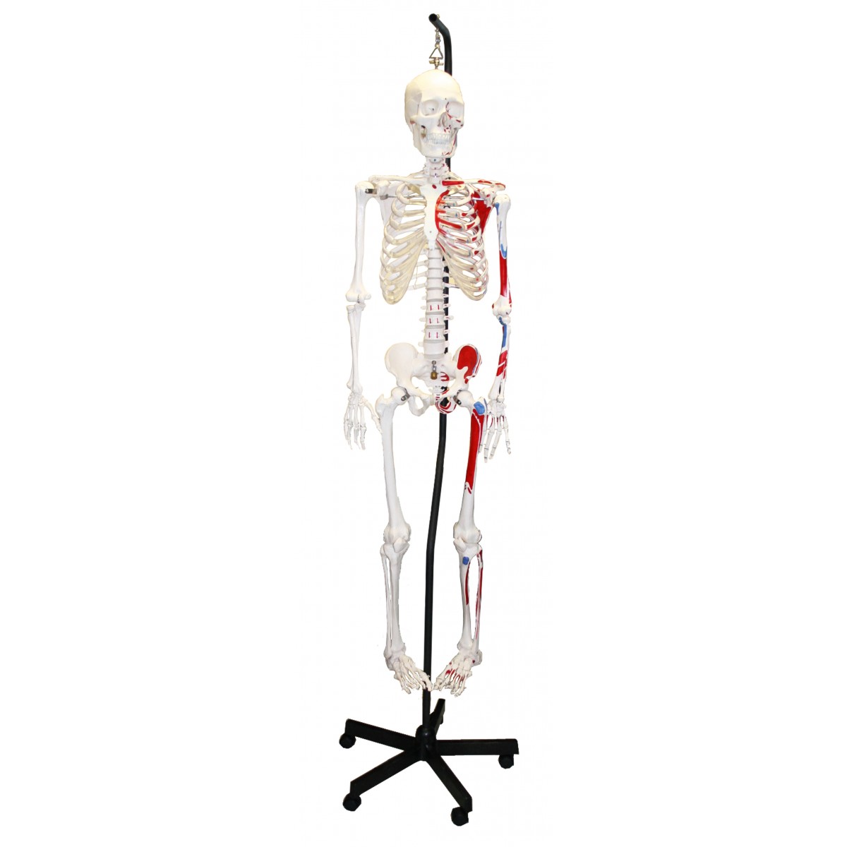 Walter Full-Size Skeletons w/Muscles - Skeletons - Skeletal System ...
