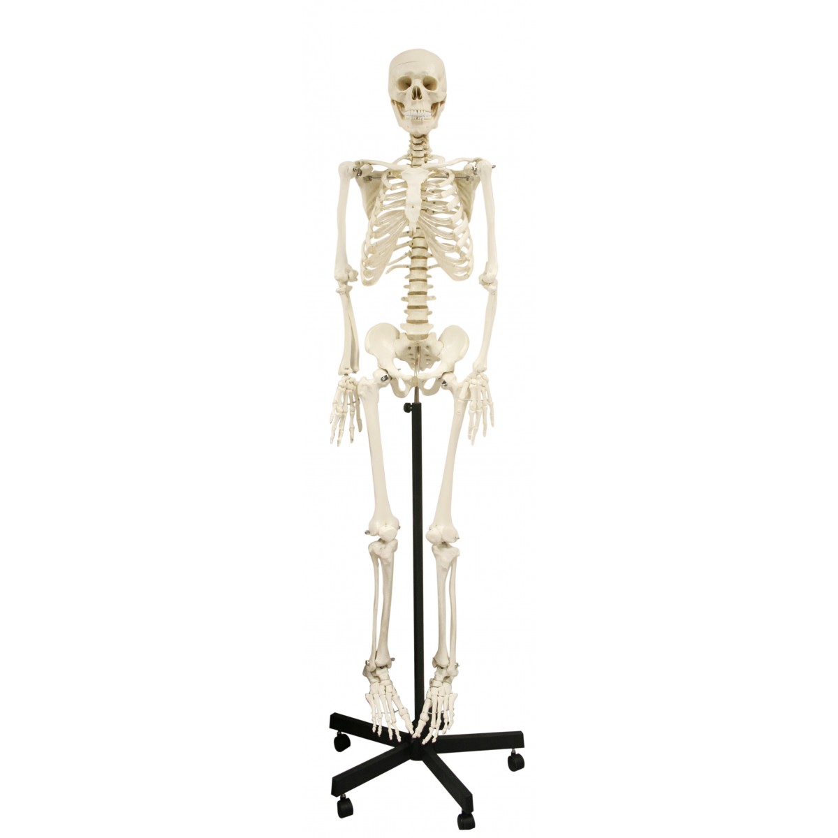 Walter Full-Size Skeletons - Skeletons - Skeletal System - Human ...