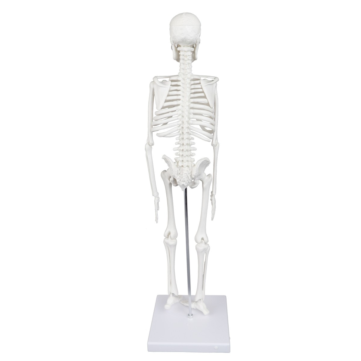Walter Desktop Skeleton - Skeletons - Skeletal System - Human Anatomy ...