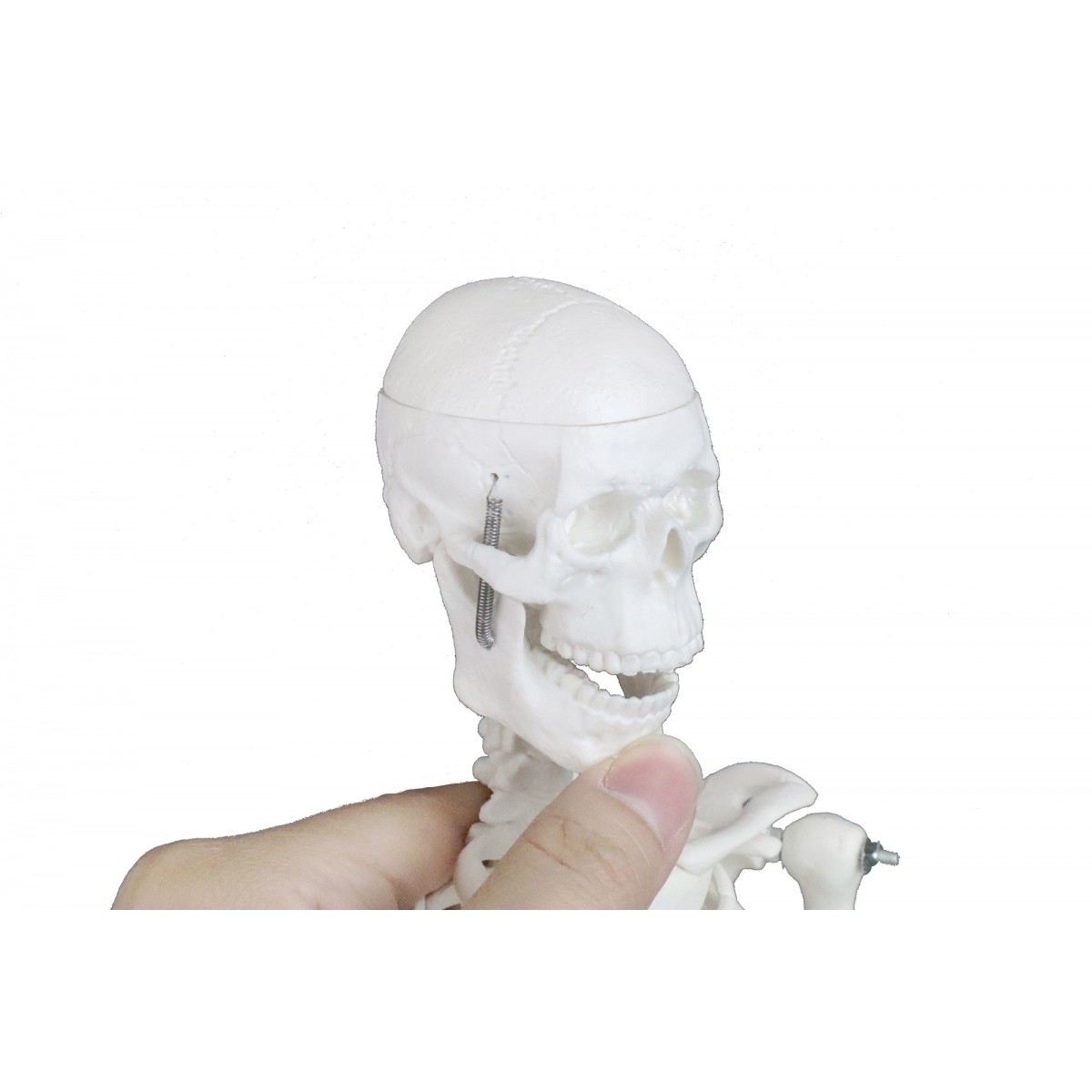 Walter Desktop Skeleton - Skeletons - Skeletal System - Human Anatomy ...