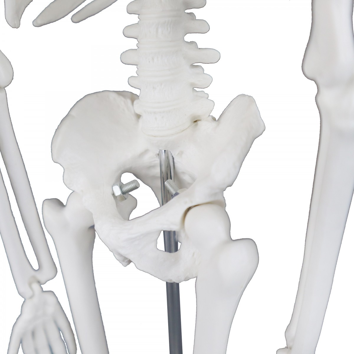 Walter Desktop Skeleton - Skeletons - Skeletal System - Human Anatomy ...