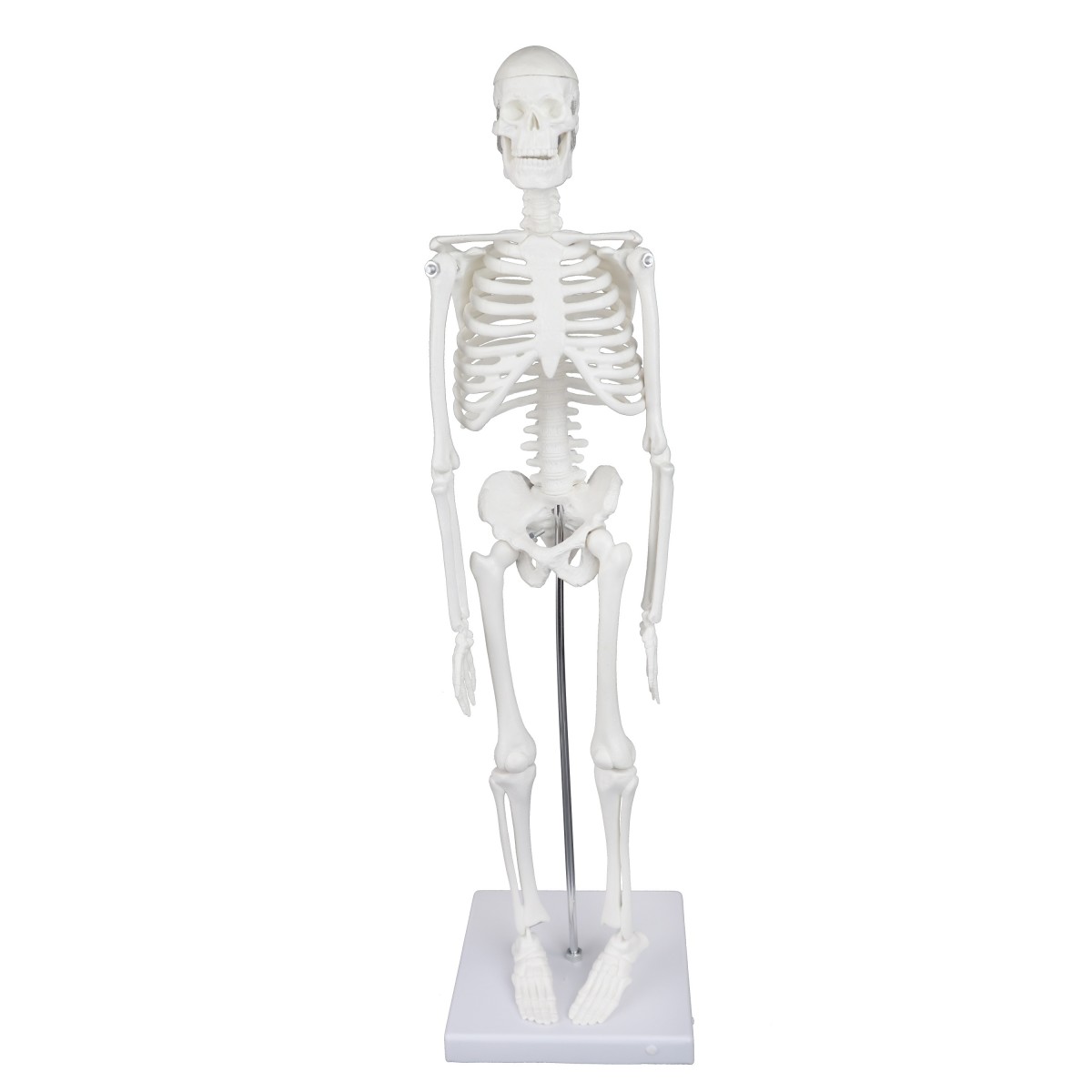 Walter Desktop Skeleton - Skeletons - Skeletal System - Human Anatomy ...