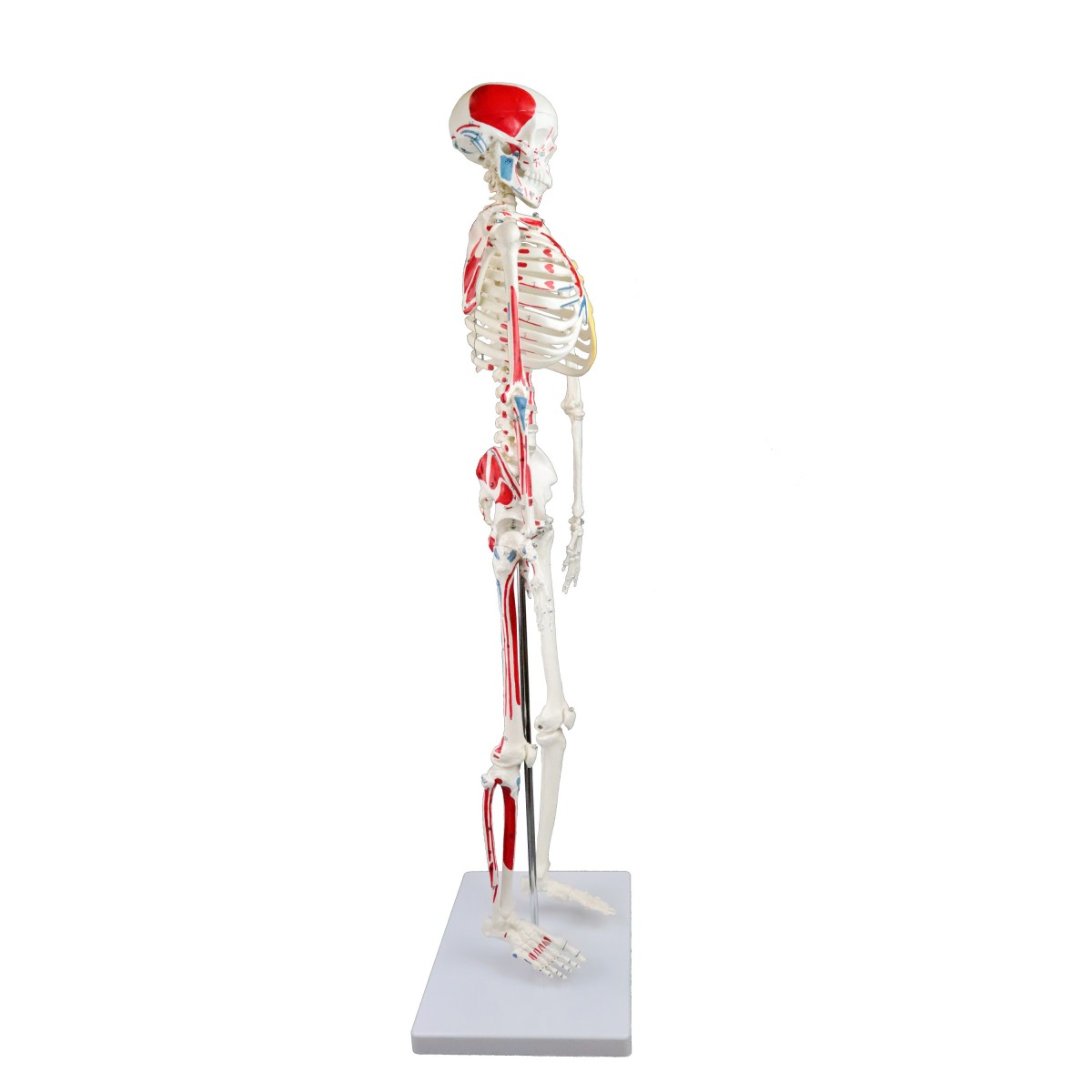 Walter Half-Size Skeleton w/Muscles - Skeletons - Skeletal System ...