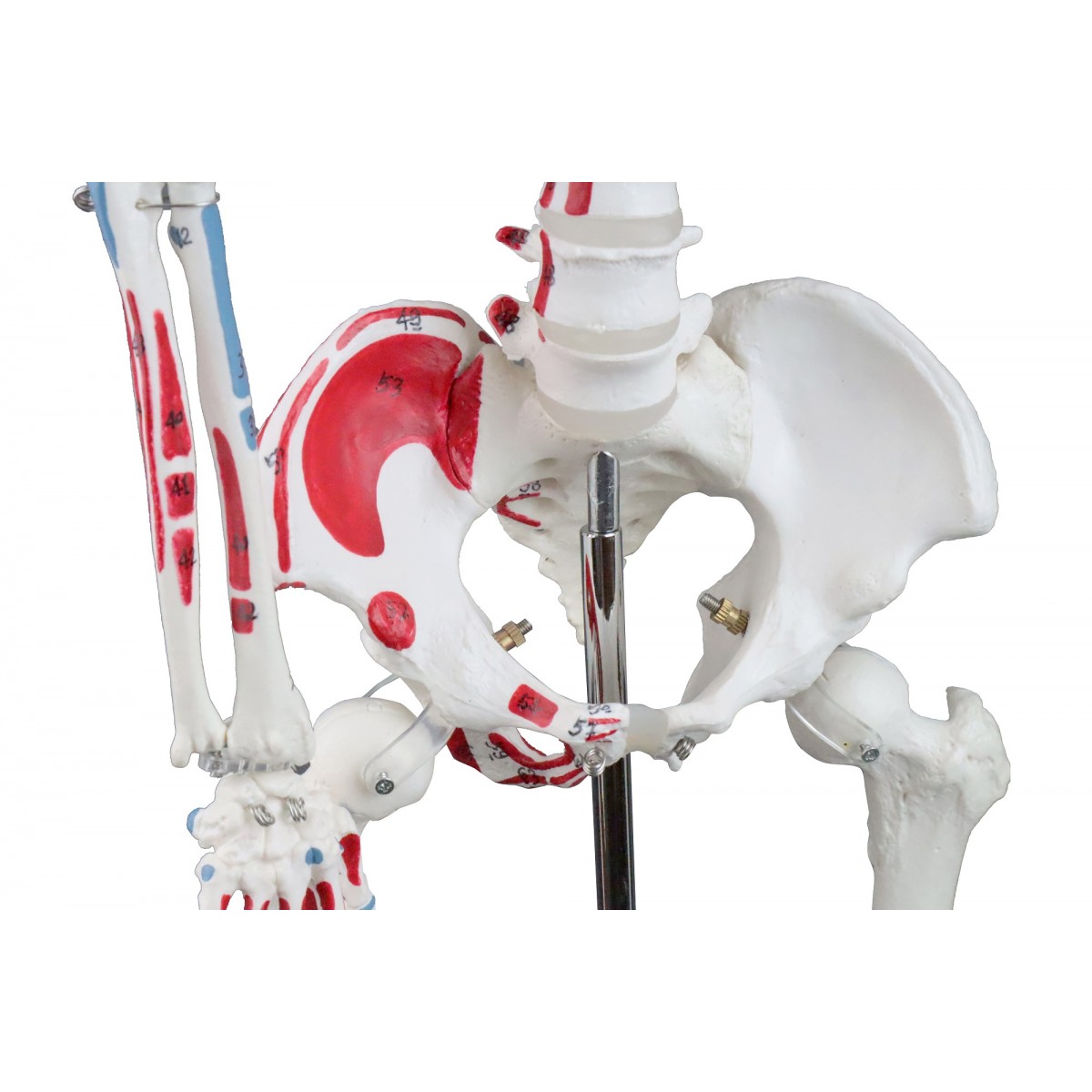 Walter Half-Size Skeleton w/Muscles - Skeletons - Skeletal System ...