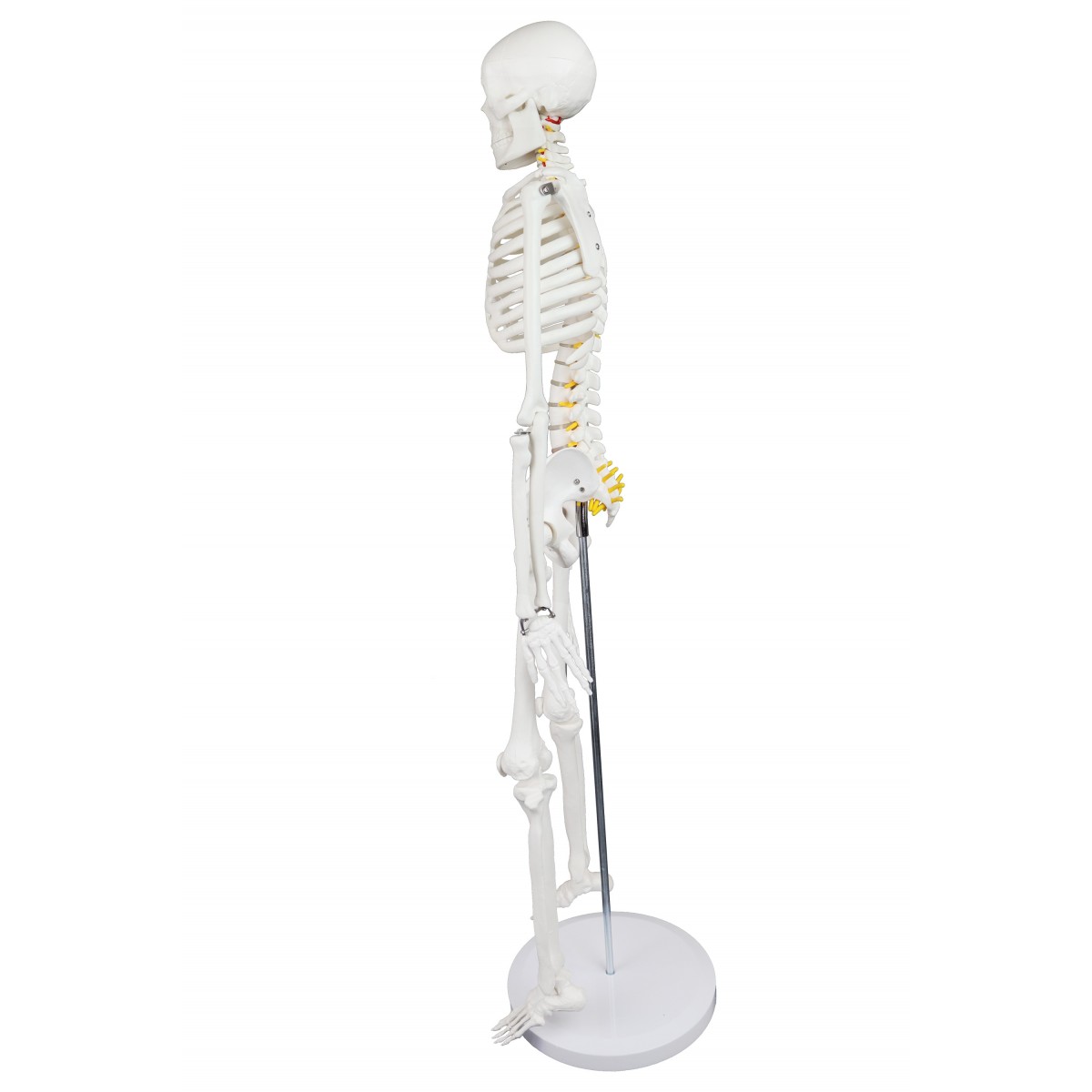 Walter Half-Size Skeleton w/Nerve Endings - Skeletons - Skeletal System ...