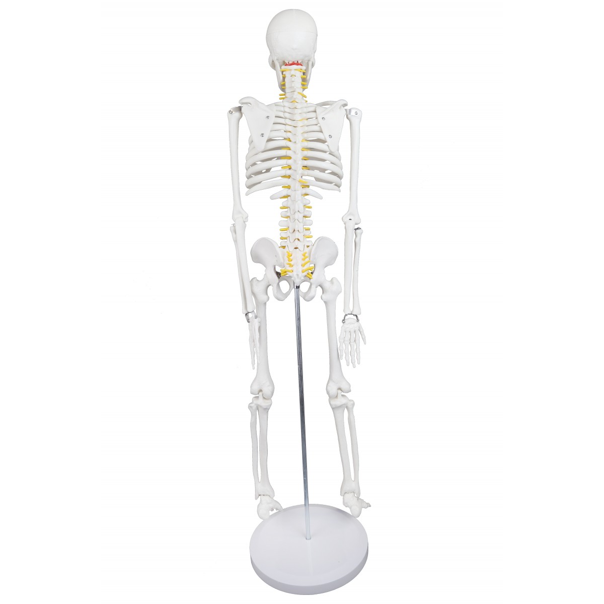 Walter Half-Size Skeleton w/Nerve Endings - Skeletons - Skeletal System ...