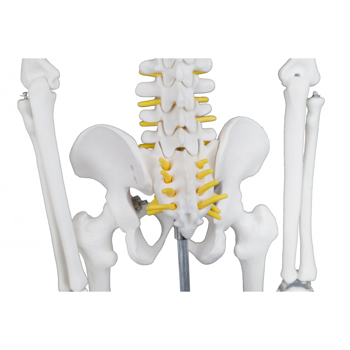 Walter Half-Size Skeleton w/Nerve Endings - Skeletons - Skeletal System ...