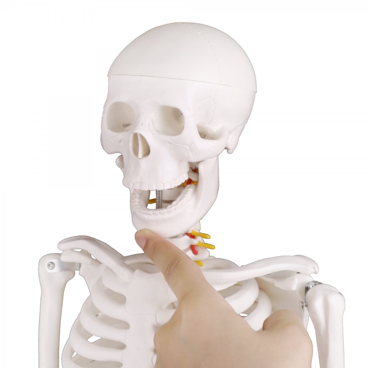 Walter Half-Size Skeleton w/Nerve Endings - Skeletons - Skeletal System ...