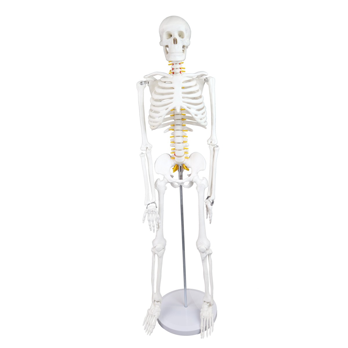 Walter Half-Size Skeleton w/Nerve Endings - Skeletons - Skeletal System ...