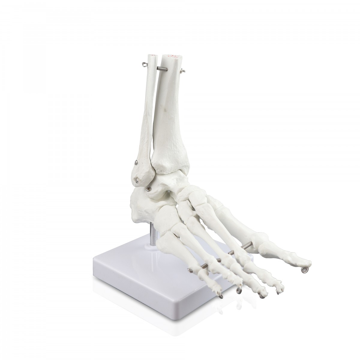 Walter Foot Skeleton - Skeletal Components - Skeletal System - Human ...