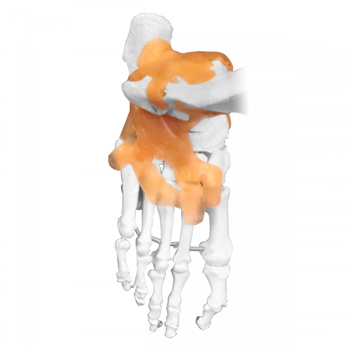 Walter Full-Size Skeleton w/Muscles & Ligaments - Skeletons - Skeletal ...
