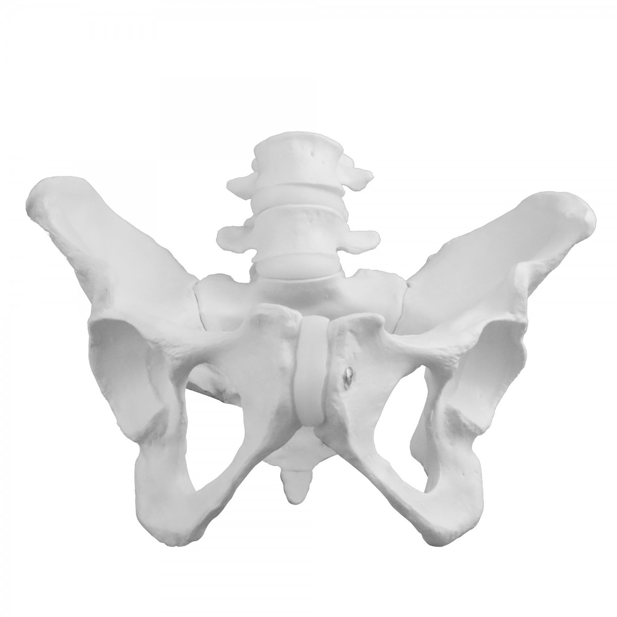 skeletal system pelvic bone