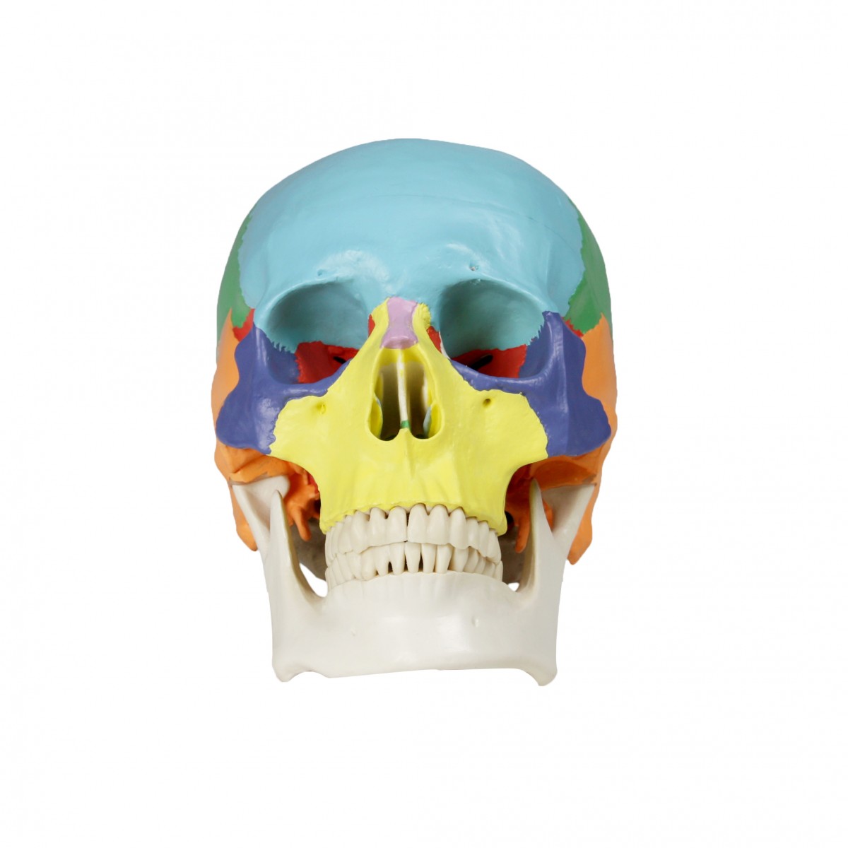 Walter Colored Human Skull - Skulls - Skeletal System - Human Anatomy ...