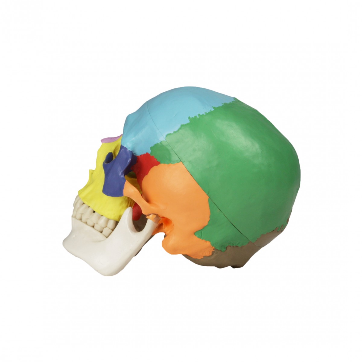 Walter Colored Human Skull - Skulls - Skeletal System - Human Anatomy ...