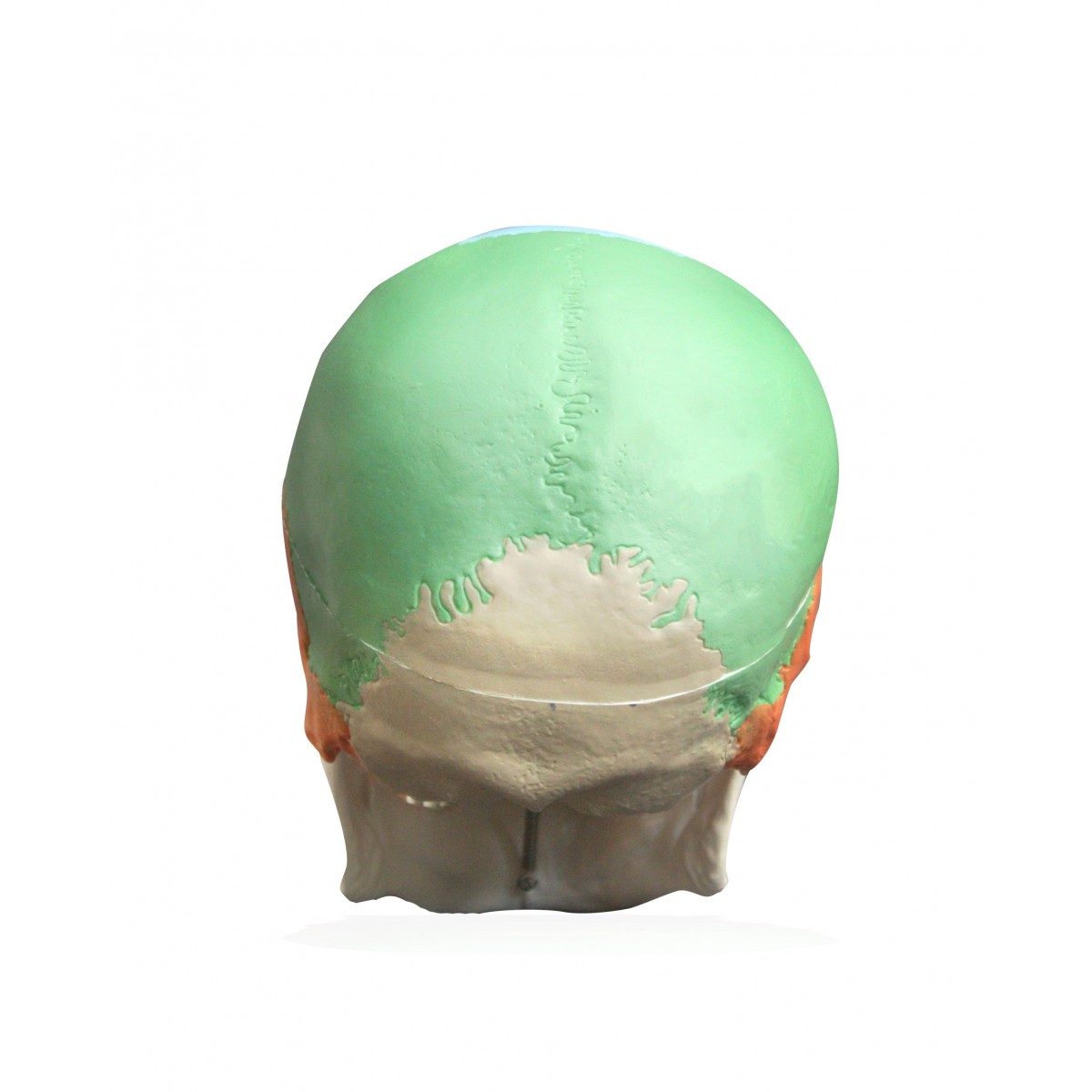 Walter Colored Human Skull - Skulls - Skeletal System - Human Anatomy ...