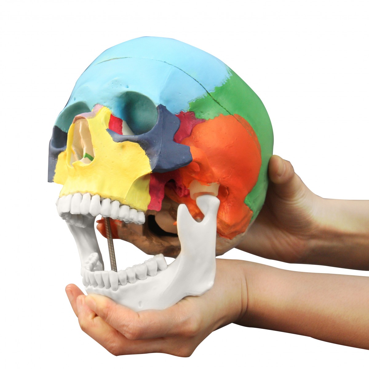 Walter Colored Human Skull - Skulls - Skeletal System - Human Anatomy ...