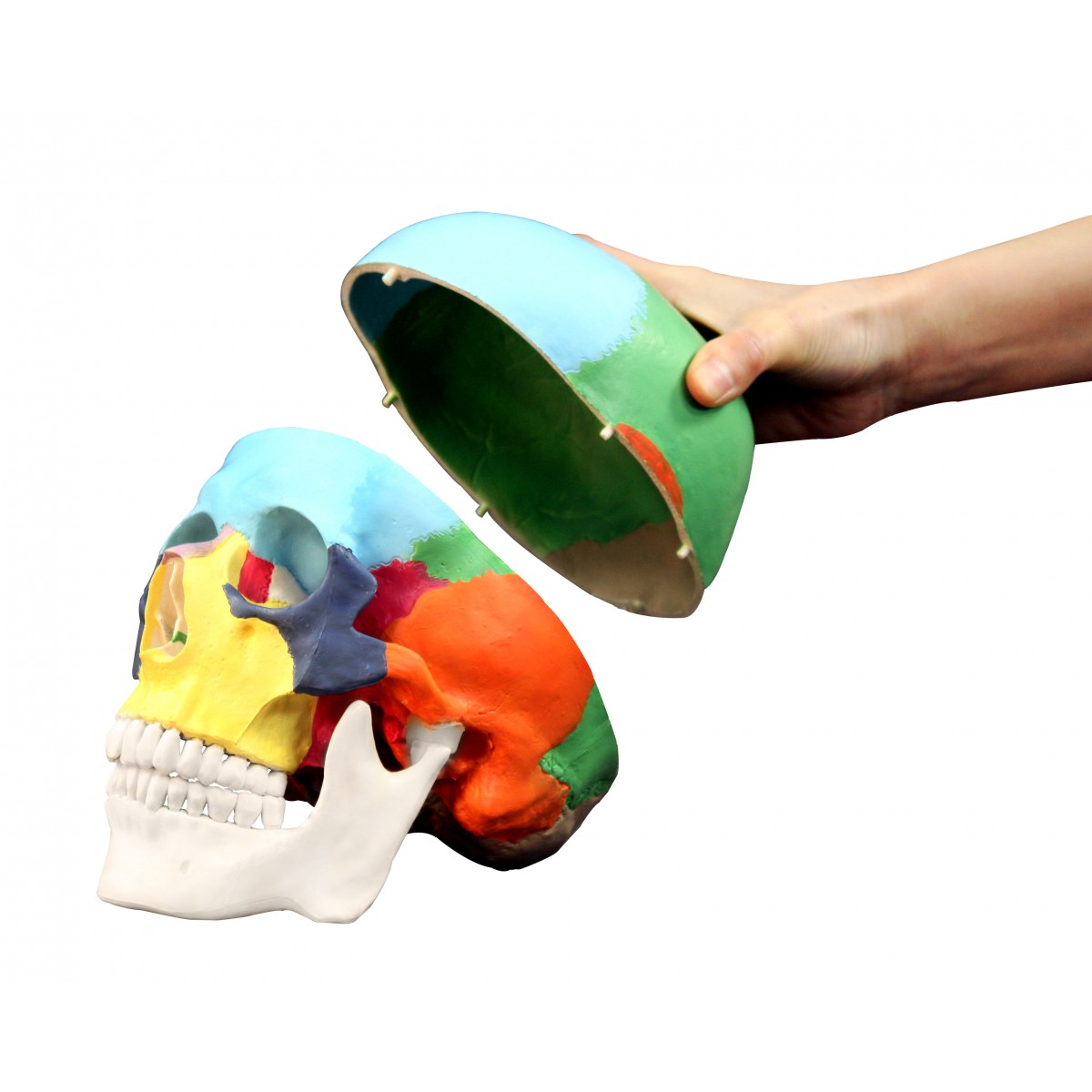 Walter Colored Human Skull - Skulls - Skeletal System - Human Anatomy ...