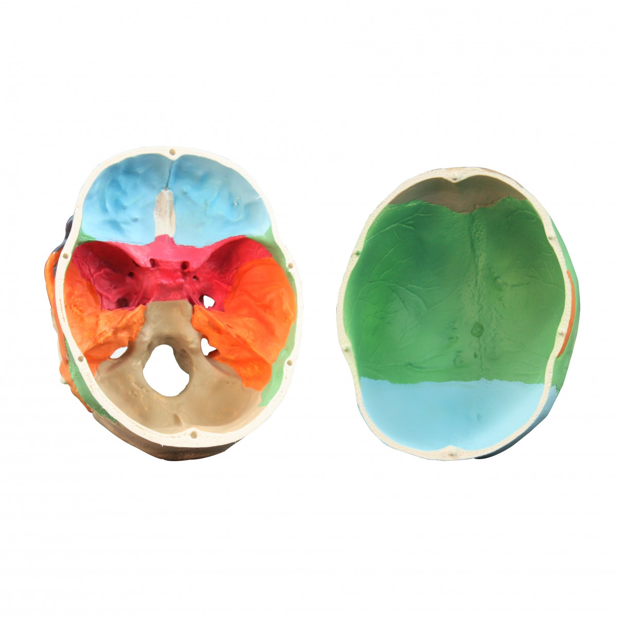 Walter Colored Human Skull - Skulls - Skeletal System - Human Anatomy ...