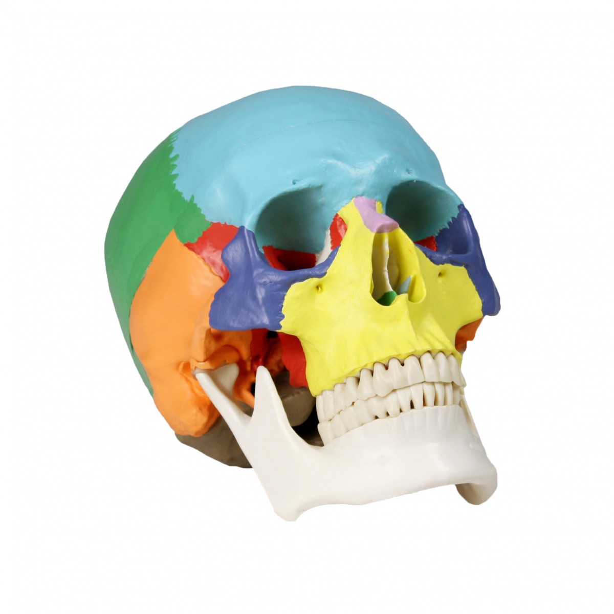 Walter Colored Human Skull - Skulls - Skeletal System - Human Anatomy ...