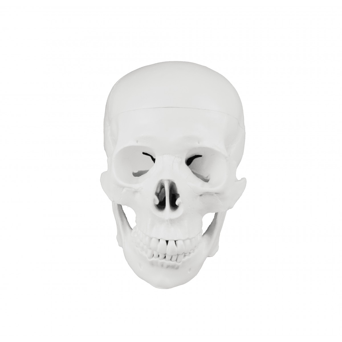 Walter Full-Size Disarticulated Skeleton