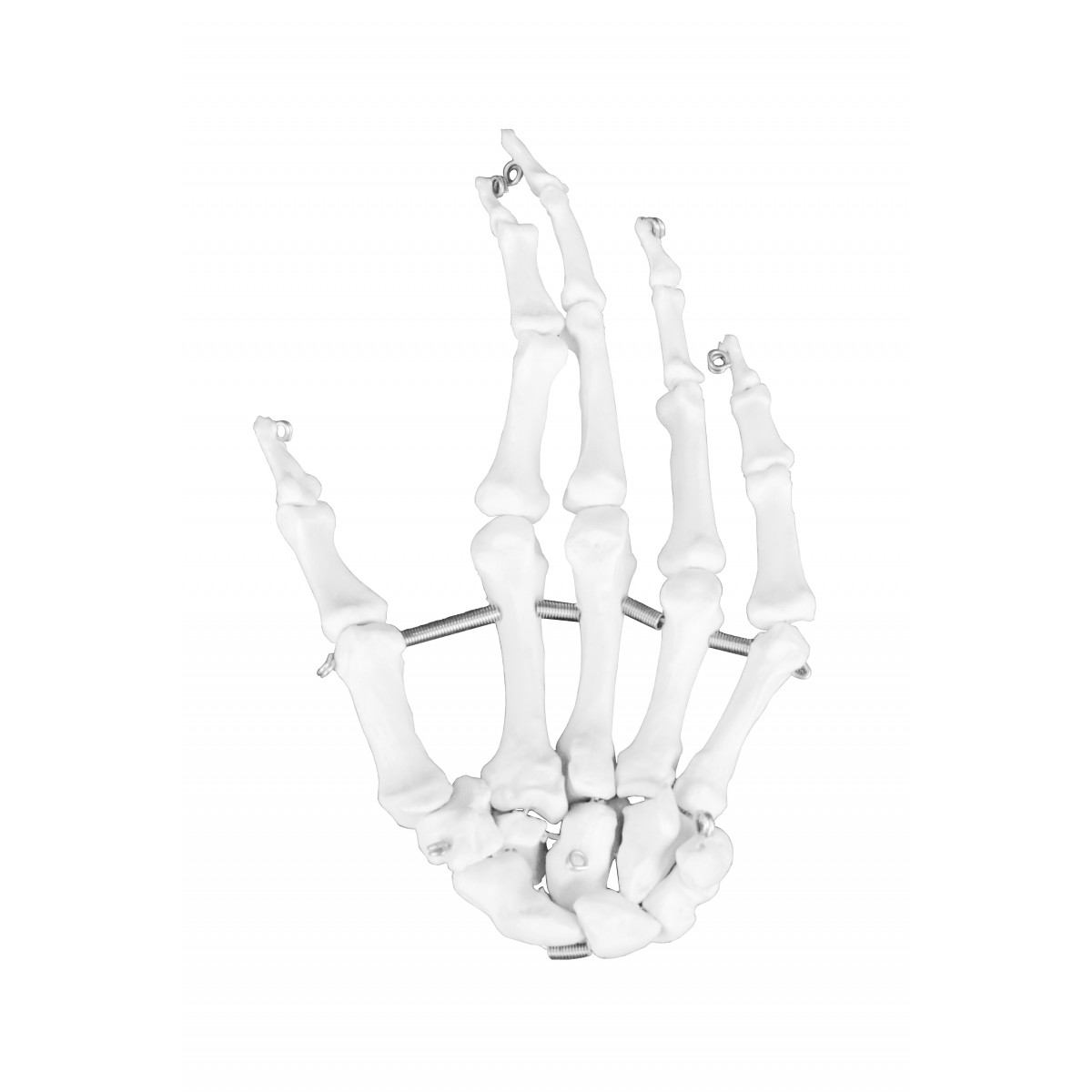 Walter Full-Size Disarticulated Skeleton - Skeletons - Skeletal System ...