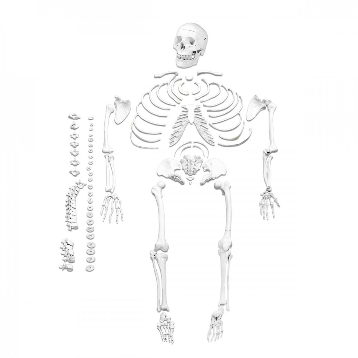 Walter Full-Size Disarticulated Skeleton - Skeletons - Skeletal System ...