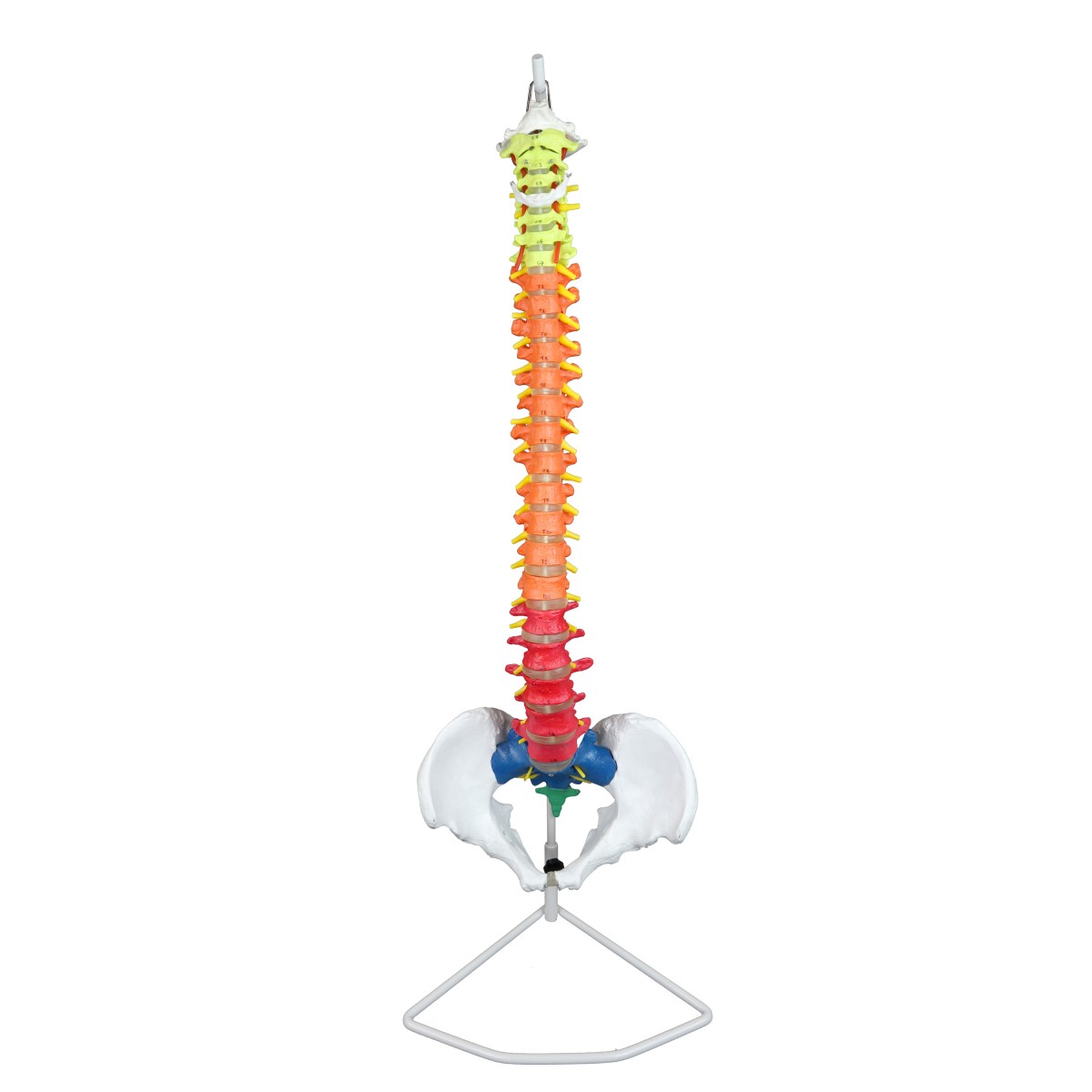 Walter Color-Coded Flexible Spinal Column - Spinal Column - Skeletal ...