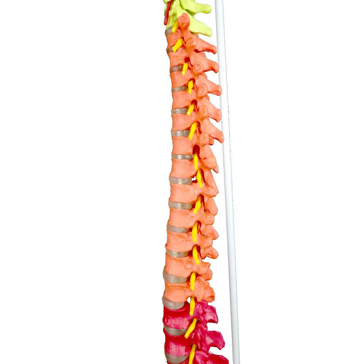 Walter Color-Coded Flexible Spinal Column - Spinal Column - Skeletal ...
