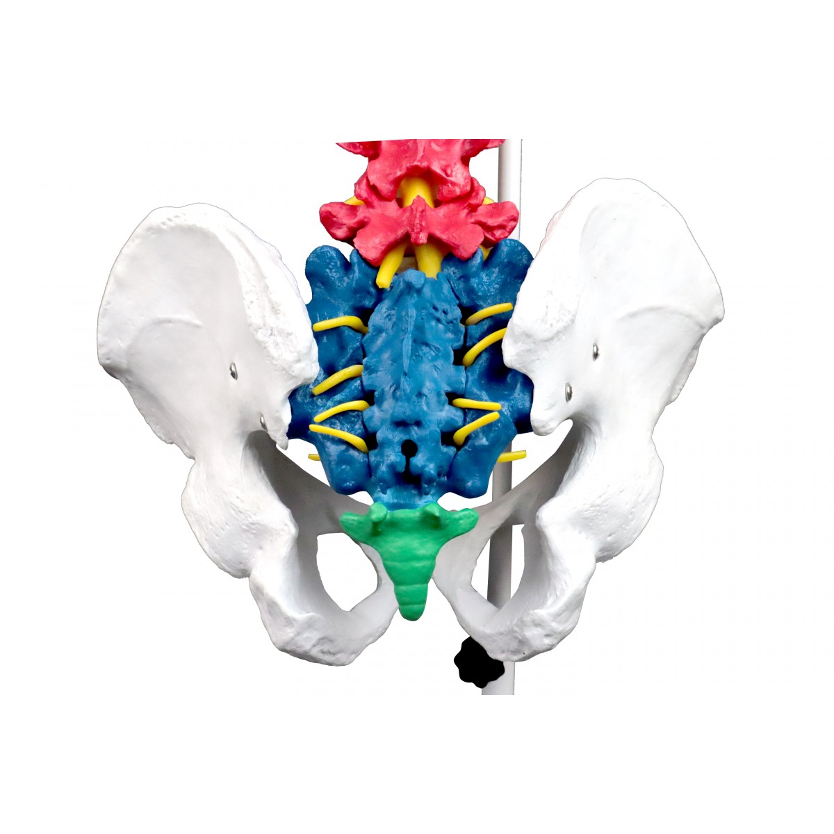 Walter Color-Coded Flexible Spinal Column - Spinal Column - Skeletal ...