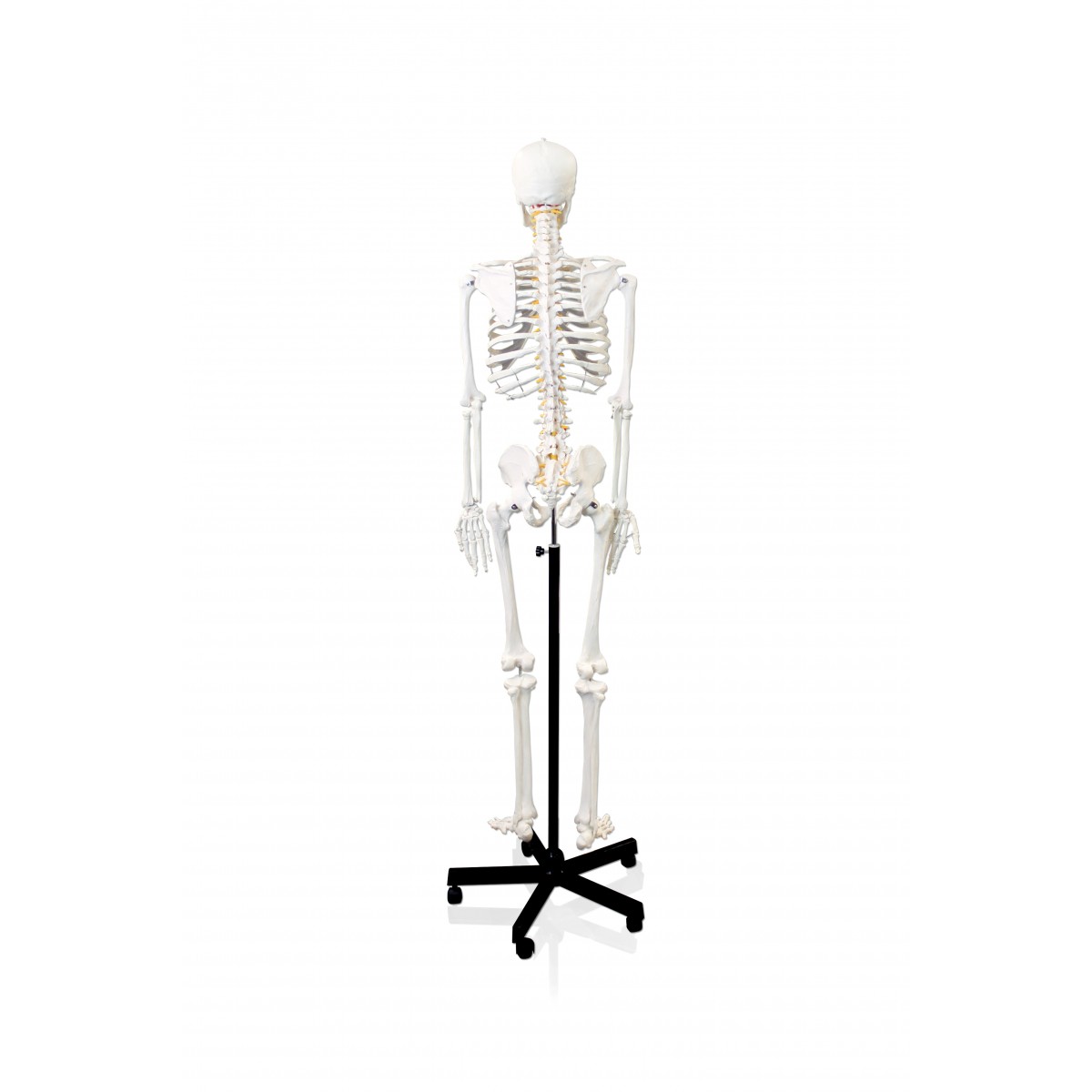 Walter Full-Size Human Skeleton with Nerve Endings & Vertebral Arteries ...