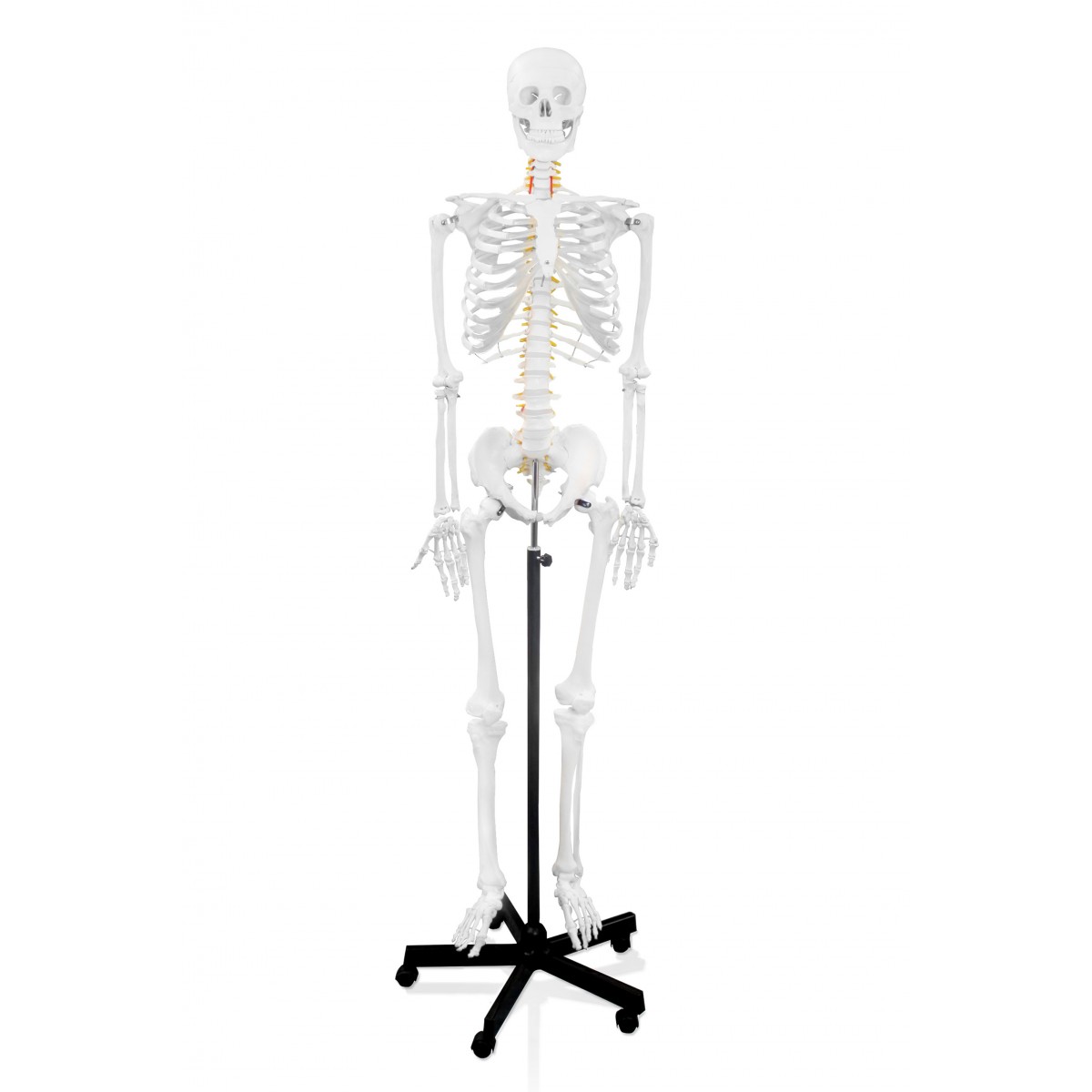 Walter Full-Size Human Skeleton with Nerve Endings & Vertebral Arteries ...