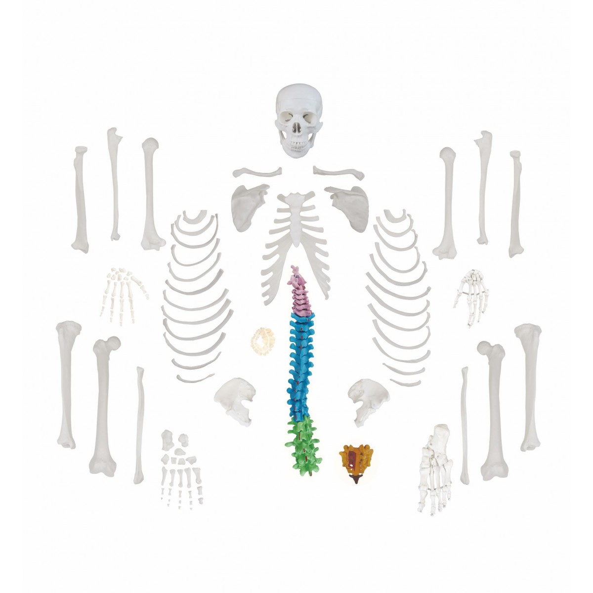 Walter Full-Size Disarticulated Skeleton w/Color-Coded Spinal Column ...