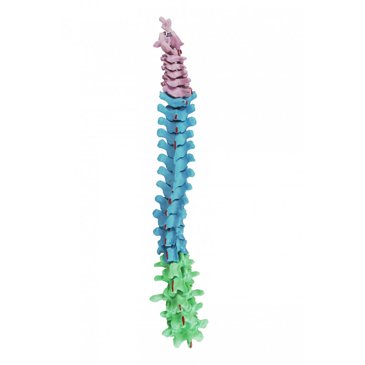 Walter Full-Size Disarticulated Skeleton w/Muscles & Color-Coded Spinal ...