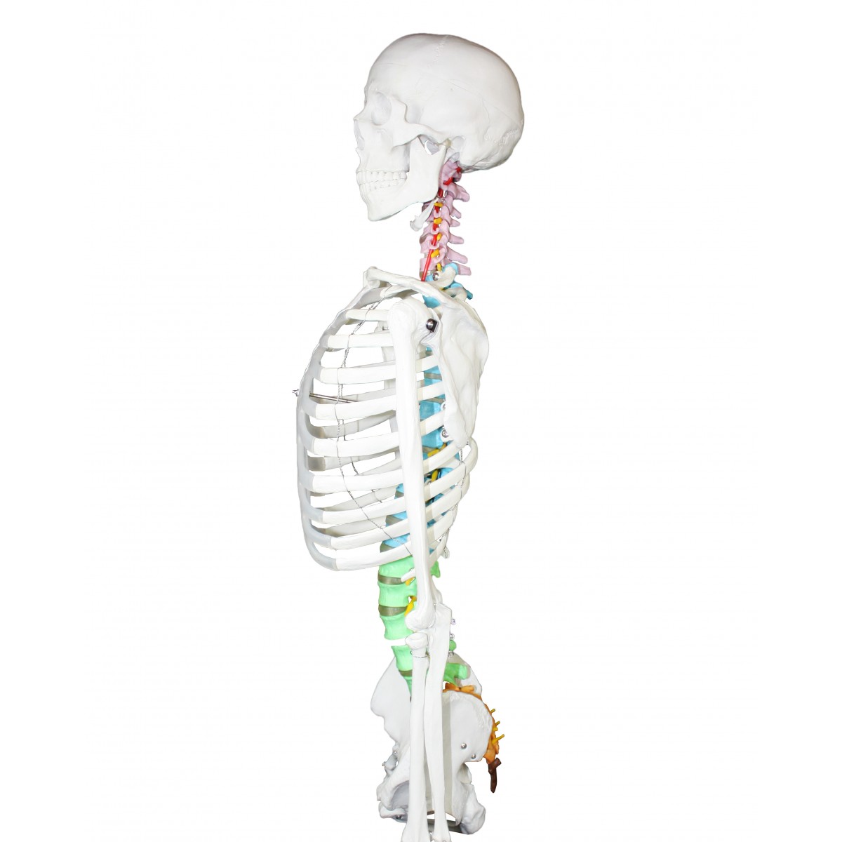 Aged Lifesize Human Skeleton Spine Vertebral Column