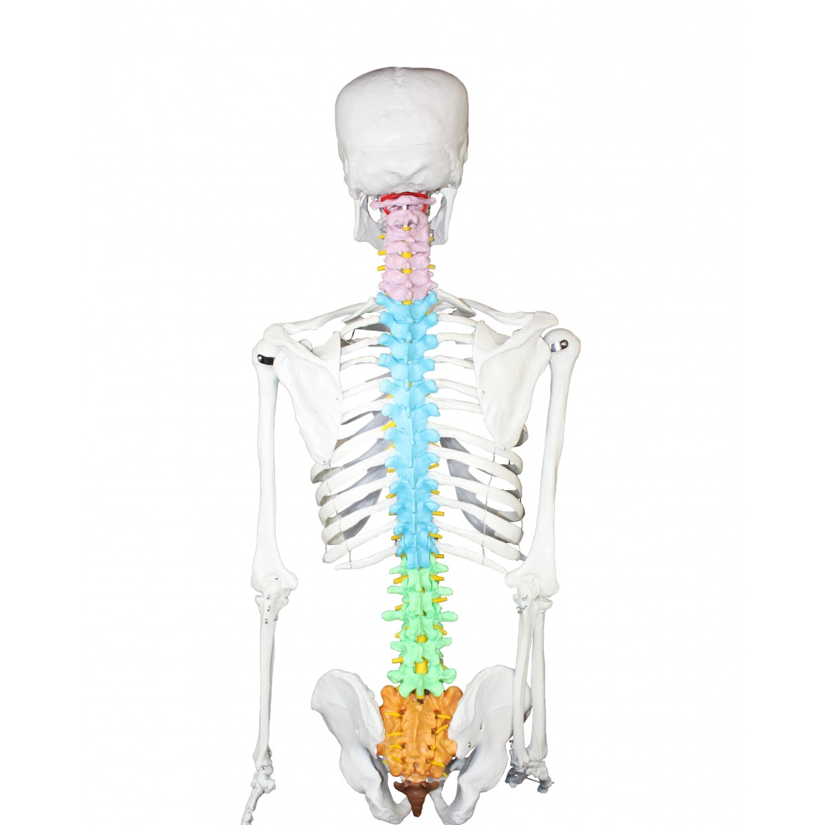 Walter Full-Size Skeleton w/Color-Coded Spinal Column - Skeletons ...