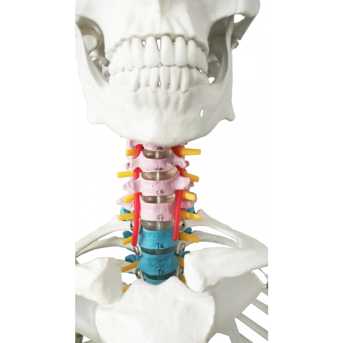 Walter Full-Size Skeleton w/Color-Coded Spinal Column - Skeletons ...